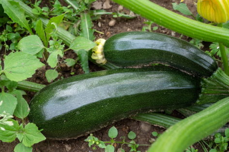 【清水なおみのとっておきレシピ】簡単チョコレート・ズッキーニケーキ - LifeVancouver カナダ・バンクーバー現地情報